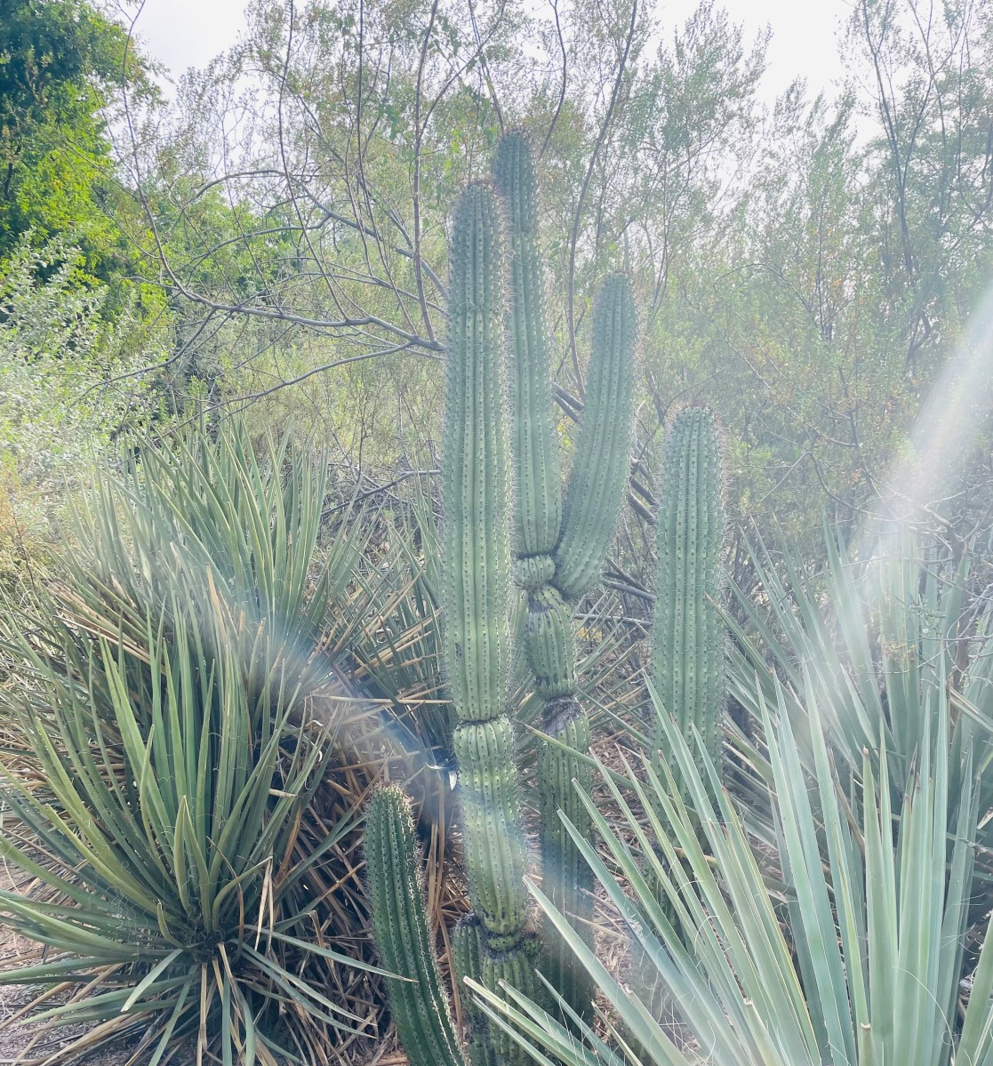 GROW SLOW. – MOON RISING DESIGNS