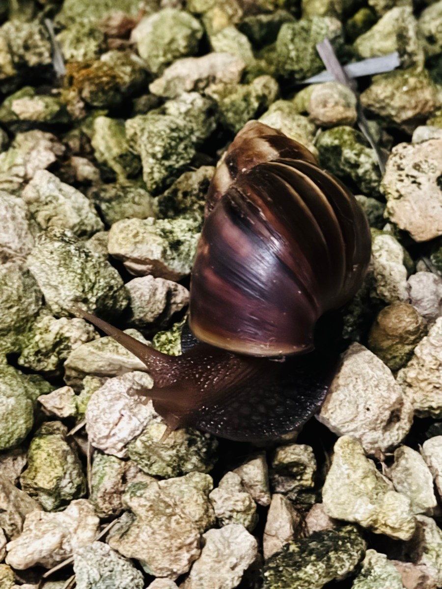 SNAIL’S PACE. – MOON RISING DESIGNS